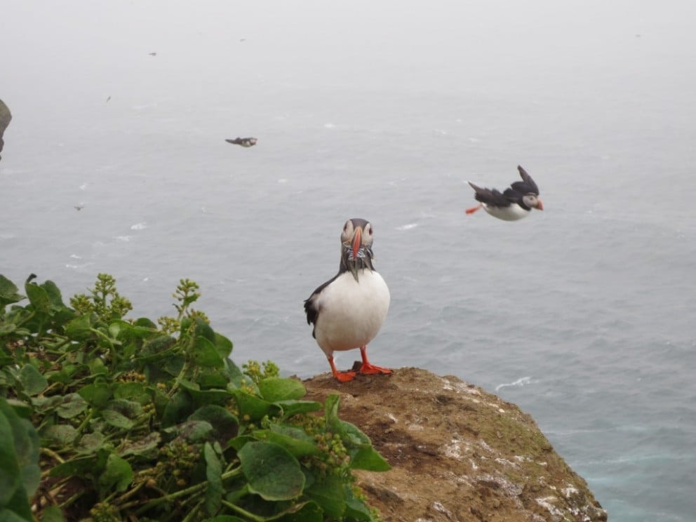 Fuglar og dýr | Visit North Iceland