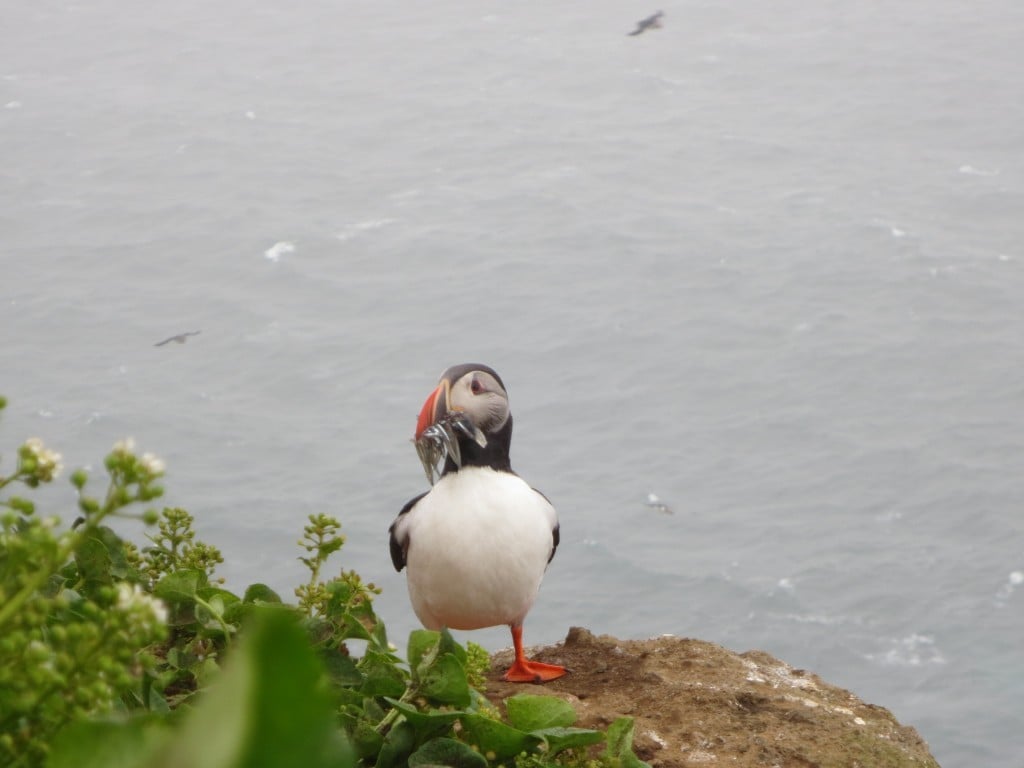 Lundi á Norðurlandi | Visit North Iceland