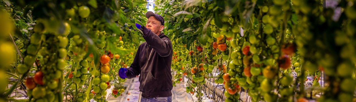 Vegetables | Visit North Iceland