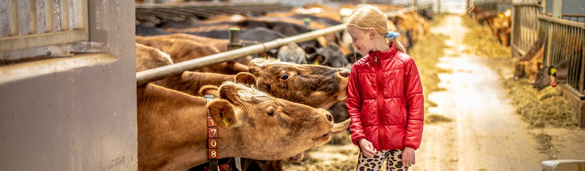 Icelandic Cattle | Visit North Iceland
