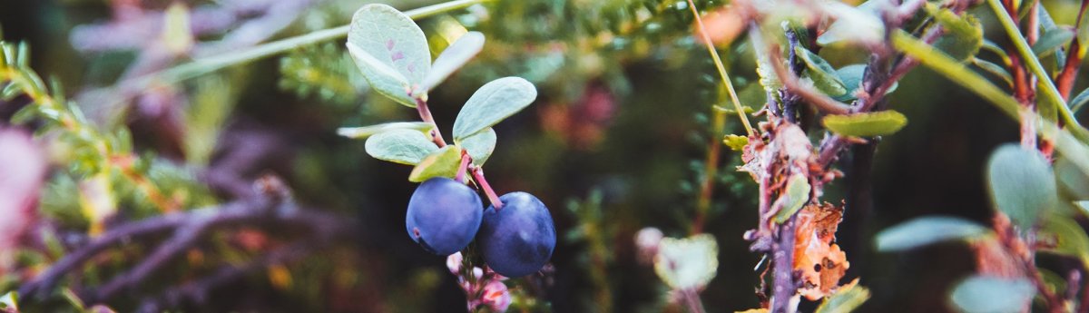 Ber og rabbarbari | Upplifðu Norðurland