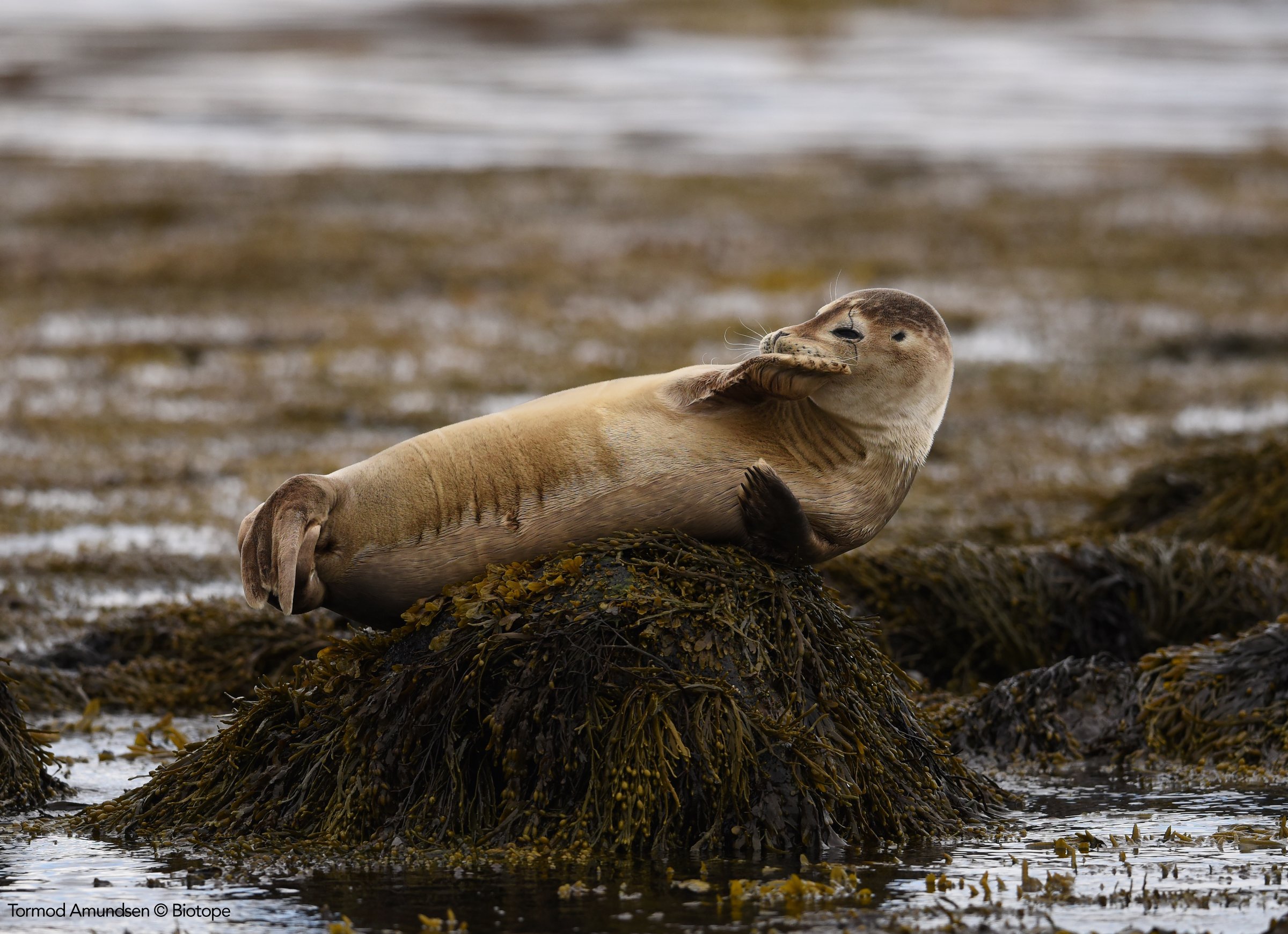 Seal watching | Visit North Iceland